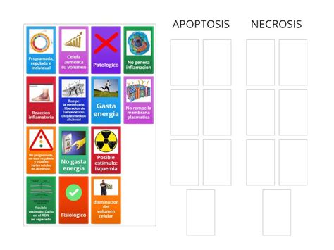 Mecanismos De Muerte Celular Ordenar Por Grupo