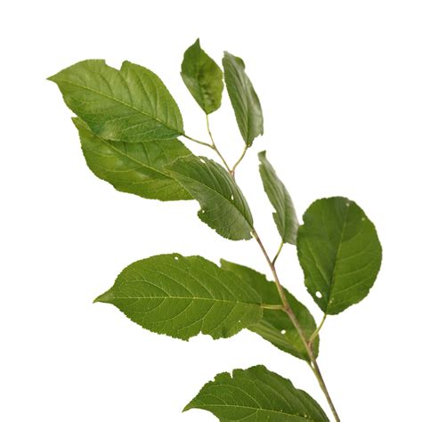 Plum Methley Freedom Tree Farms