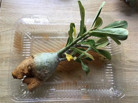 What Causes Desert Rose To Have Yellowing Leaves Aside From Root Rot