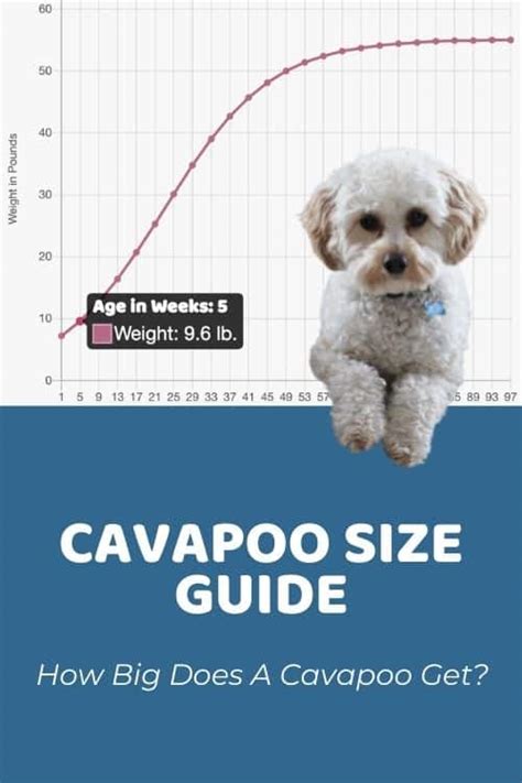 Cavapoo Size Chart With 12500 Cavapoo Weight Data Points
