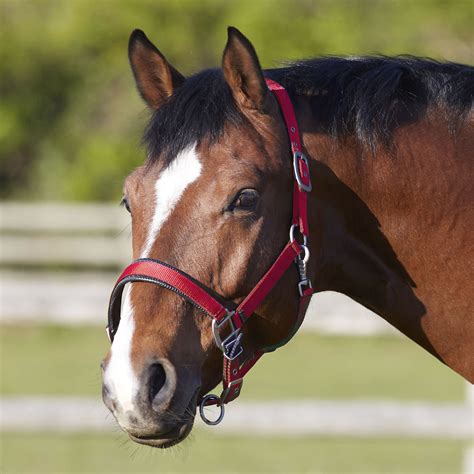 Bitz Deluxe Padded Headcollar Red