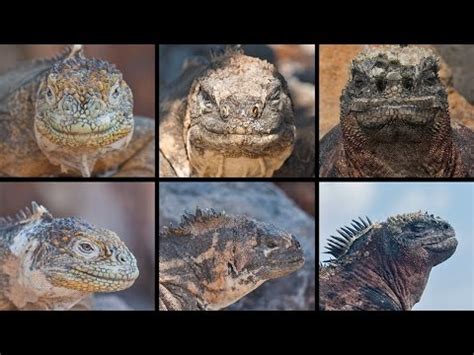 Darwinian Conservatism By Larry Arnhart Thinking About Galapagos 3