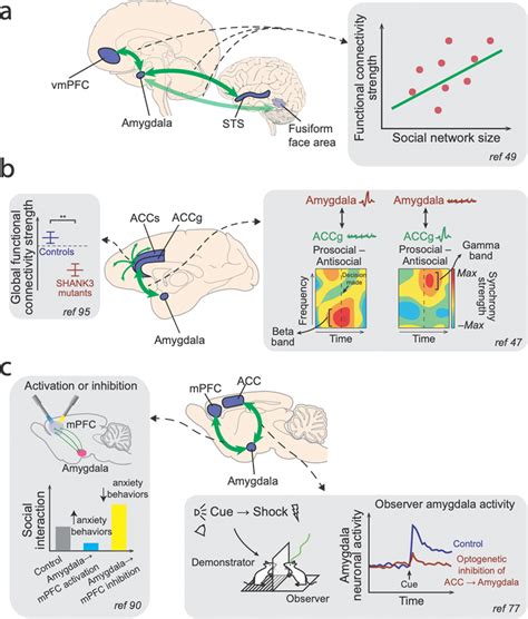 Prefrontal Amygdala Circuits In Social Decision Making Pmc