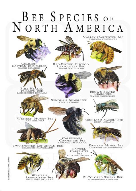 Bee Species Of North America Poster Print Types Of Bees Chart Bee