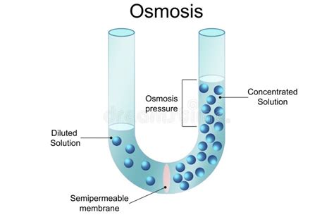 Osmosis Experiment Stock Illustrations 101 Osmosis Experiment Stock