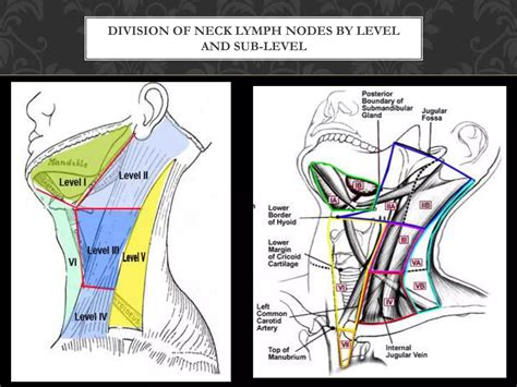Neck Dissection Pptx