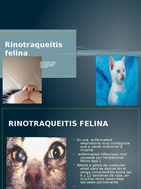 Rinotraqueitis Felina Pdf Virus Gatos