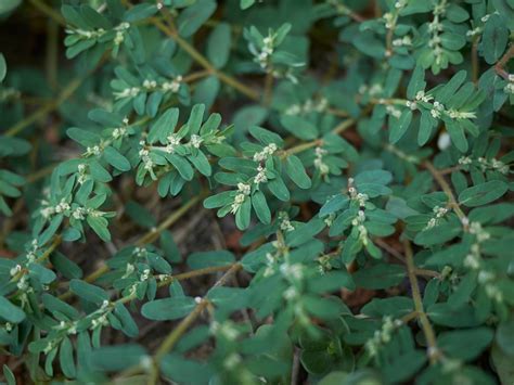 Controlling Spurge In Lawns How To Get Rid Of Spotted Spurge In The