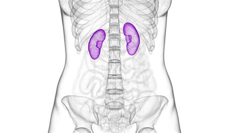 Nefron Bilder Durchsuchen 2715 Archivfotos Vektorgrafiken Und