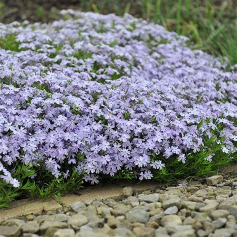 Creeping Phlox In Winter Creeping Phlox Winter Photos Download Free
