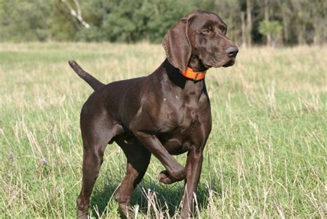 Brown Short Haired Pointer