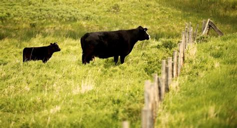 Sask To Open Protected Grasslands For Grazing Agcanada Agcanada