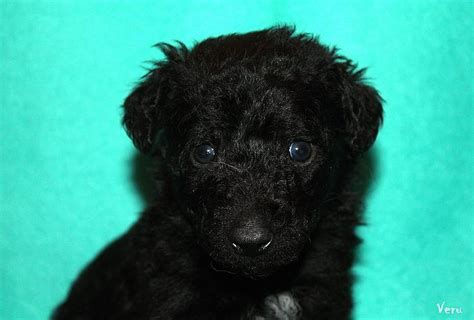 AktuÁlnĚ JedinÝ Vrh Mudi V Čr Celá Čr Prodám Chovzvířatcz