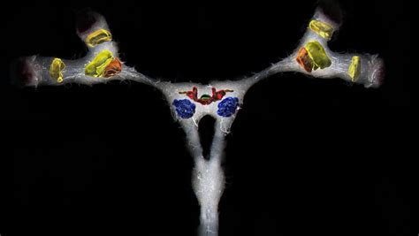 Publications El Jundi Lab Insect Spatial Orientation And Navigation Lab