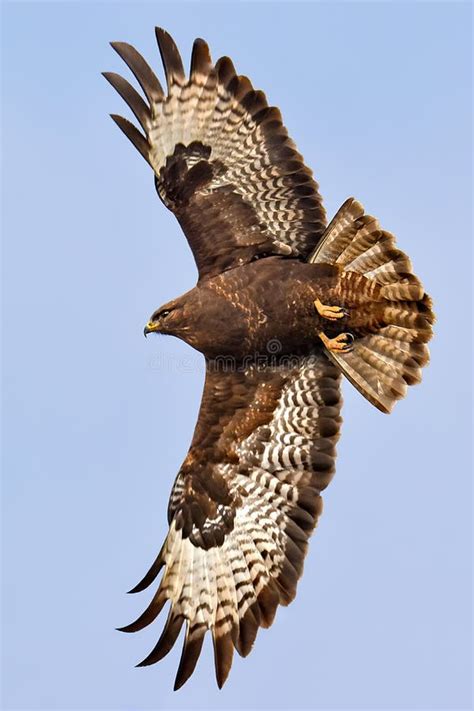 Common Buzzard In Flight With Wings Wide Open Sorecar Comun Buteo