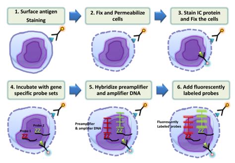 Lost In Translation Detection Of Mrna By Flow Cytometry Flow
