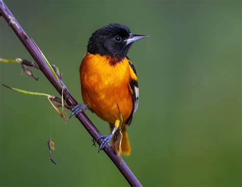 Baltimore Oriole