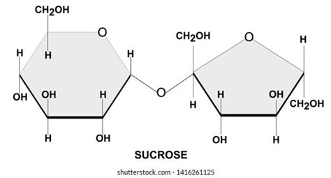 Sucrose Structural Diagram