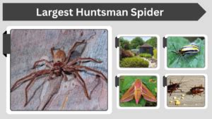 Largest Huntsman Spider Species And Size Facts