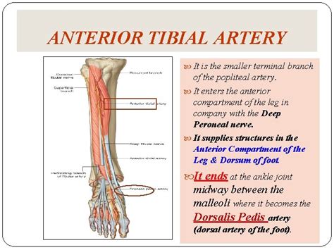 Arteries And Veins Of The Lower Limb Dr