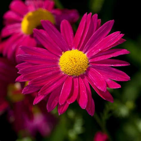 Pyrethrum Robinsons Giant Terra Mater Gardens