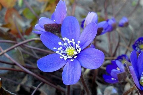 Sinilillede Koostöö Maaleht