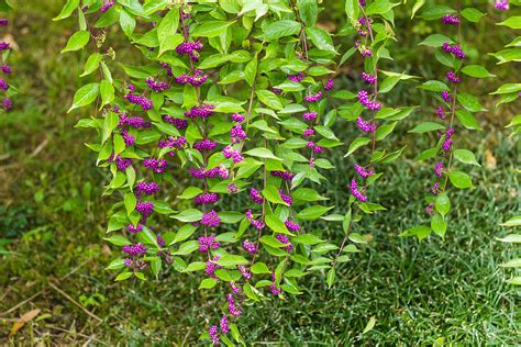 How To Grow Callicarpa Beautyberry