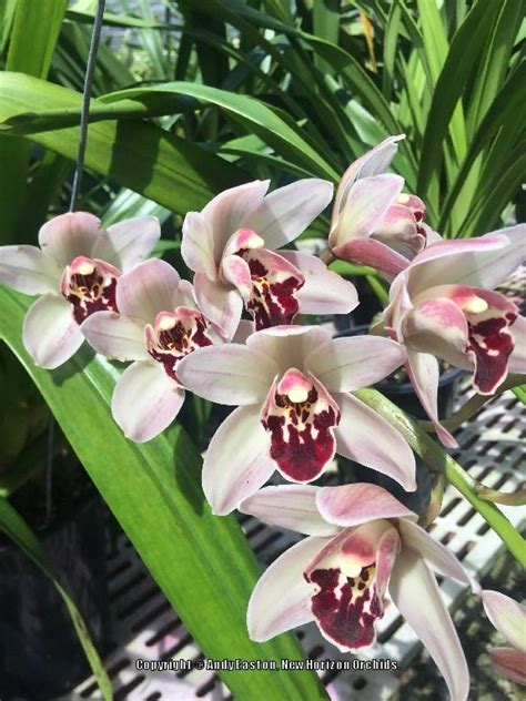 Orchid Cymbidium Andrew Legacy Corona