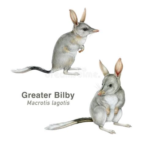 Greater Bilby Hand Drawn Realistic Illustration Set Macrotis Lagotis