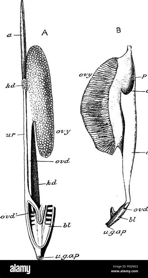 This Comparative Anatomy Text Focuses On The Structure Of Urinogenital