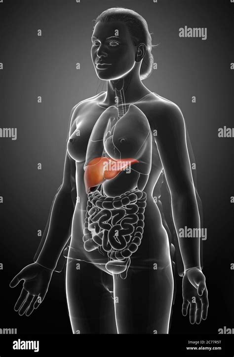 3d Rendered Medically Accurate Illustration Of Female Liver Anatomy