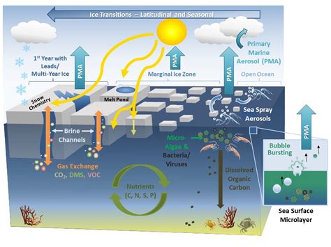 Arctic Air Surface Interactions Grannas Environmental Chemistry