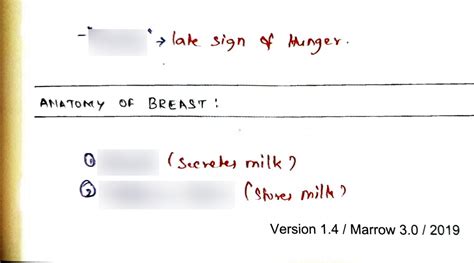 Breast Anatomy Diagram Quizlet