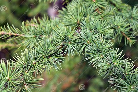 Detail Of The Leaves Of The Lebanon Cedar Cedrus Libani It Is A Tree