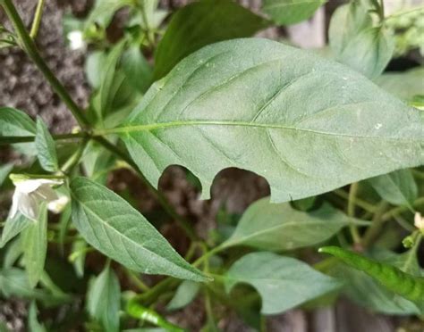 Tips Ampuh Membasmi Hama Pemakan Daun Di Kebun Anda