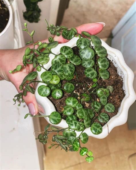 String Of Turtles Complete Grow Care And Buying Guide