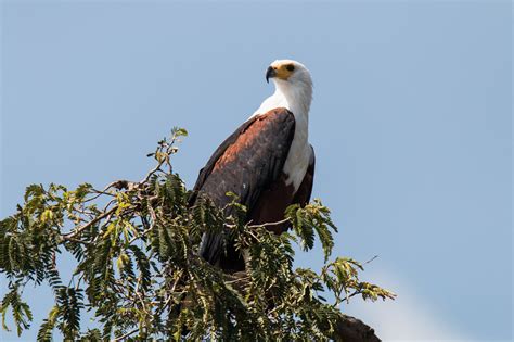 African Fish Eagle Facts Habitat Conservation Status Zoo Populations