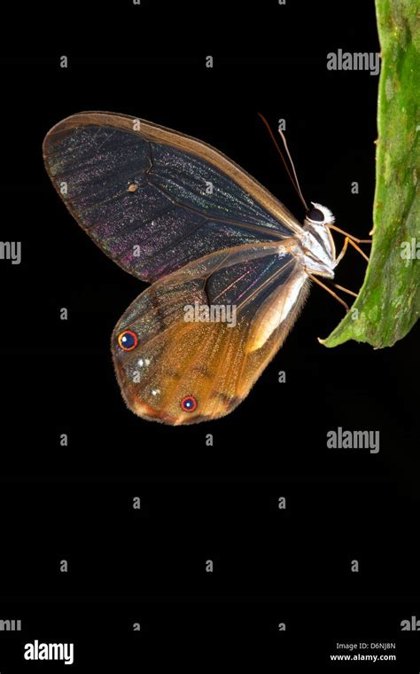 Glasswing Butterfly Cithaerias Sp Fam Satyridae Roosting In