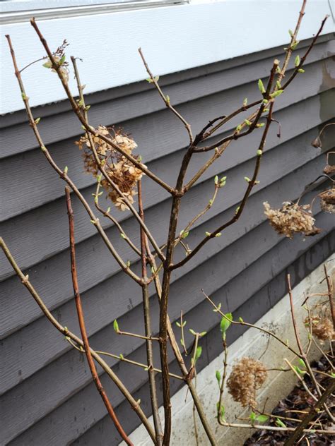 Is This Old Wood Or New Wood Hydrangea Rlandscaping