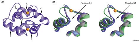Metal Ion Affinity And Specificity In Ef Hand Proteins Coordination