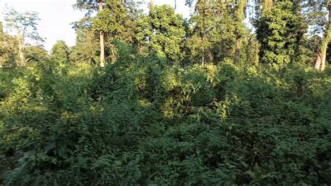 Chilapata Forest In Dooars A Must Do For The Adventure Enthusiasts