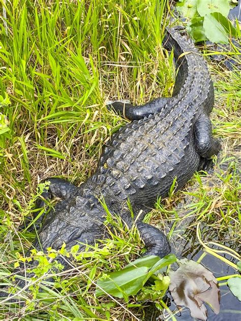 Aligator In The Grass Everglades Naional Park Florida Usa Stock