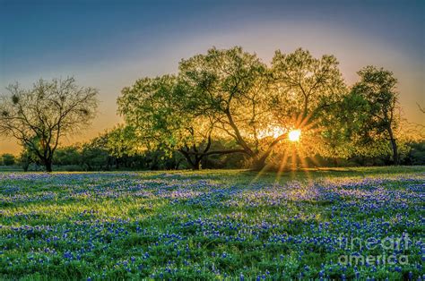 Texas Hill Country Bluebonnets At Sunset Texas Bluebonnets