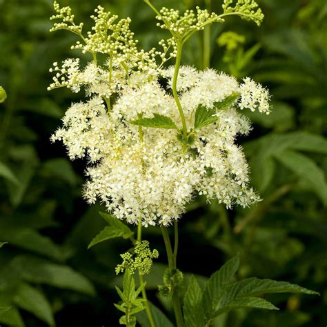 Meadowsweet Seeds The Seed Collection