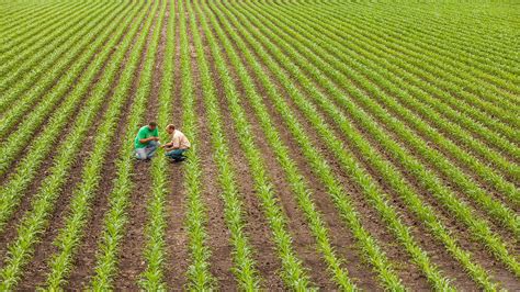 Corn Weed Control In Difficult Weather Rfarming