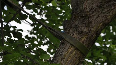 Cabling And Bracing Tactical Trees