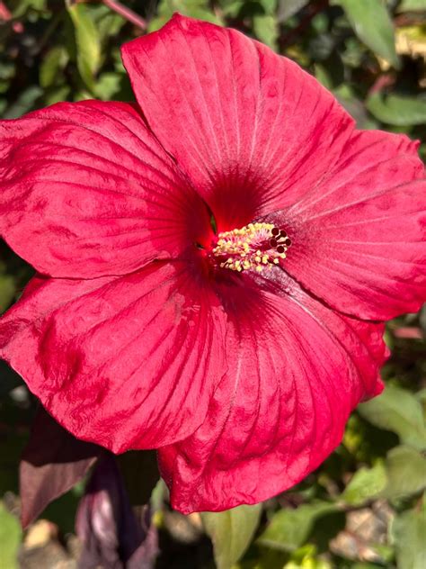 Tappartclub Cobbarttocks Mrrobinsonrocks Toty Jerald Robinson