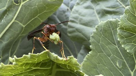 Helpful Wasp Devouring A Cabbage Worm On My Collard Greens R