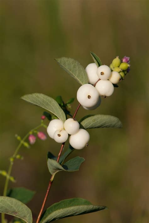 Snowberry Symphoricarpos Albus White Berries And Leaves