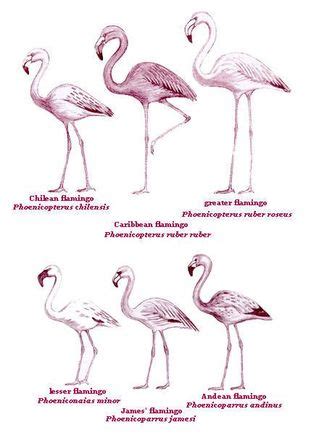 Lesser Flamingo Vs Greater Flamingo
